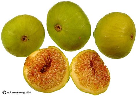 Sex Determination In Ficus Carica
