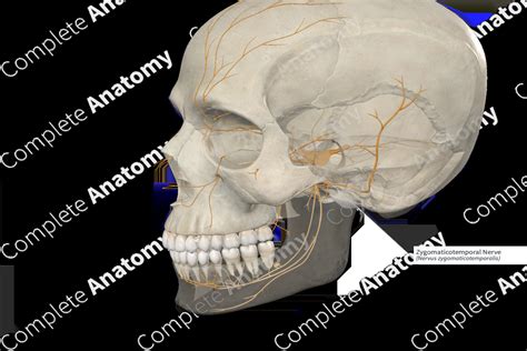 Zygomaticofacial And Zygomaticotemporal Foramen