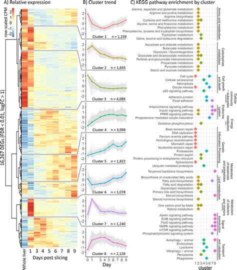 Global Gene Expression Patterns Over Time A Heatmap Showing Changes