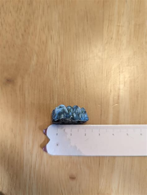 Id Tooth Fossil R Fossilhunting