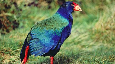 Uitgestorven Vogel Loopt Nu Weer Rond In Nieuw Zeeland