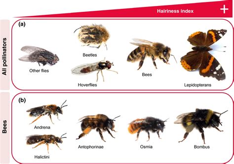 Pollinator Groups A And Bee Taxa B Ordered By Increasing Hairiness
