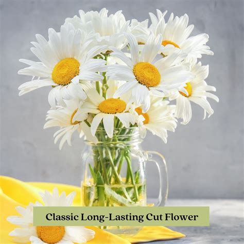 Shasta Daisy Leucanthemum Two Live Plants Non Gmo Hardy Floweri