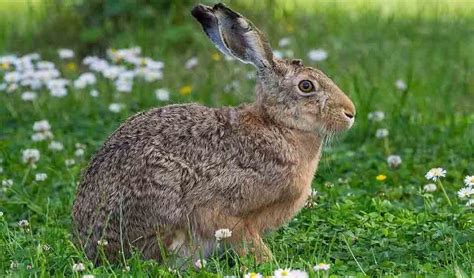 Lagomorpha Lagomorphs Facts Distribution And Population Biodb