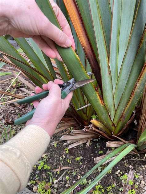 From Garden To Basket Using New Zealand Flax For Weaving New Zealand