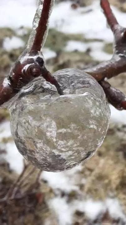 These Amazing Ghost Apples Artofit