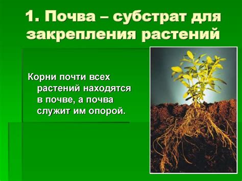 Значение почвы для растений Экологические группы растений по отношению