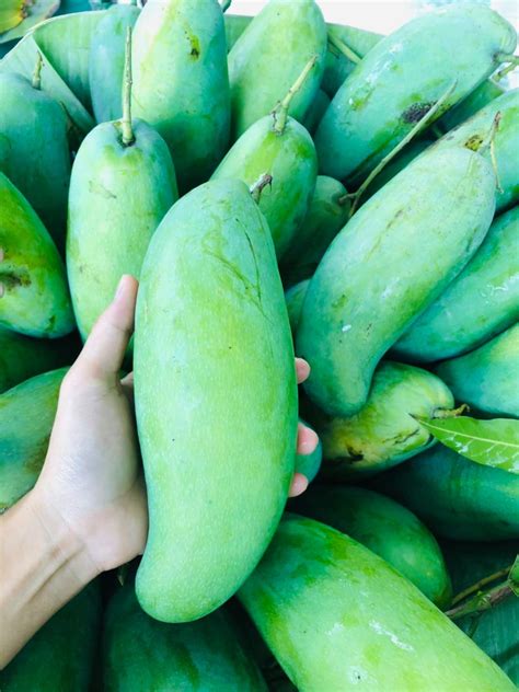 ช่วงนี้เรามีมะม่วงมันขุนศรีจากสวนที่บ้าน บ้านสวน อบอวลรัก