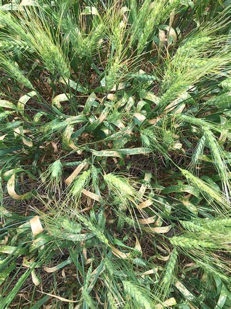 Updating N Recommendations For Wheat Top Crop Managertop Crop Manager