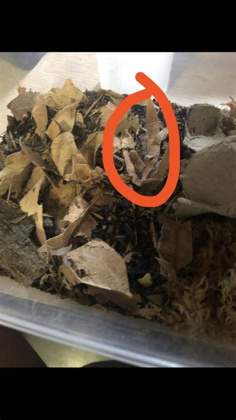 Mold Keeps Growing On The Leaves In My Isopod Enclosure It S The Second