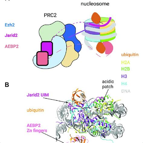 Recognition Of H2ak119ub1 By The Prc2 Complex A Cartoon Illustration