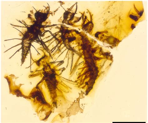 130 Million Year Old Insects Trapped In Amber Right When They Were Born