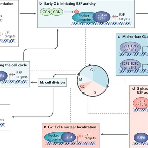Pdf The Broken Cycle E2f Dysfunction In Cancer