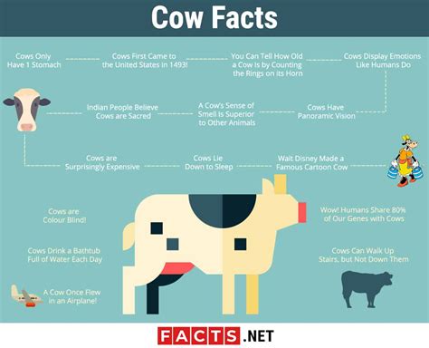 Cows Can Walk Up Stairs But Not Down Them All About Cow Photos