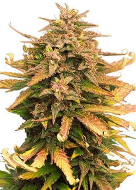 Moby Dick Strain Info Moby Dick Weed By Ilgm Growdiaries