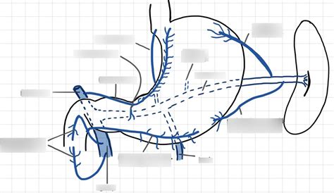 Venous Drainage Of The Stomach And Duodenum Diagram Quizlet