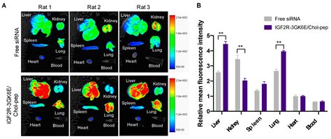 Peptide Based Sirna Nanocomplexes Targeting Hepatic Stellate Cells