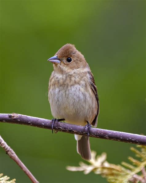 House Brown Sparrow Photo And Image Close Up Perched On A Branch With