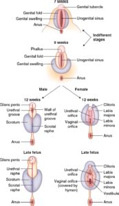 การกำหนดเพศ ทางชววทยา The Principia