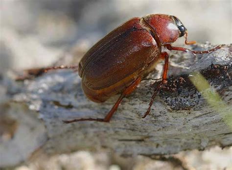 June Beetle Diplotaxis Languida Bugguidenet June Beetle Diplotaxis Languida Bugguidenet