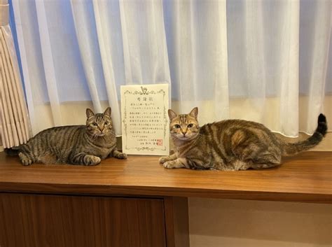 動物写真家 岩合光昭 オフィシャルサイト ニュース詳細