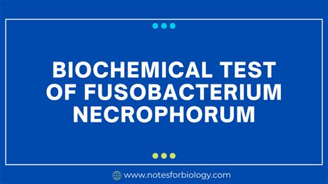 Escherichia Coli E Coli Biochemical Test