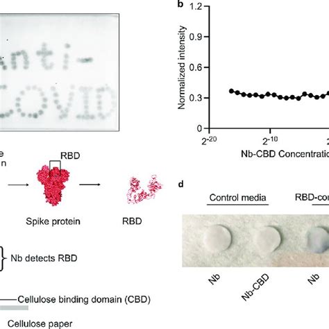 The Fusion Protein Maintains Its Activities In Binding Cellulose And Download Scientific