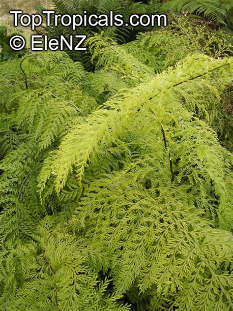 Asplenium Bulbiferum Mother Spleenwort
