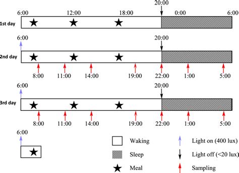 Schematic Of The Protocol Design The Figure Illustrates The Protocol
