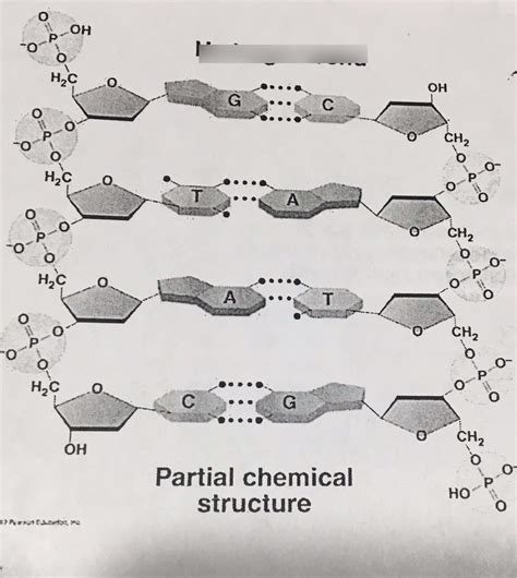 DNA Structure Diagram Quizlet