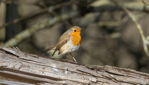 European Robin Европейска червеношийка Author Dimitar Genchev