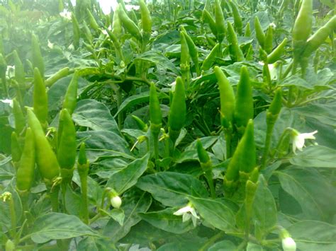 Macam Dan Jenis Jenis Cabe Budidaya Yang Bisa Ditanam Di Indonesia