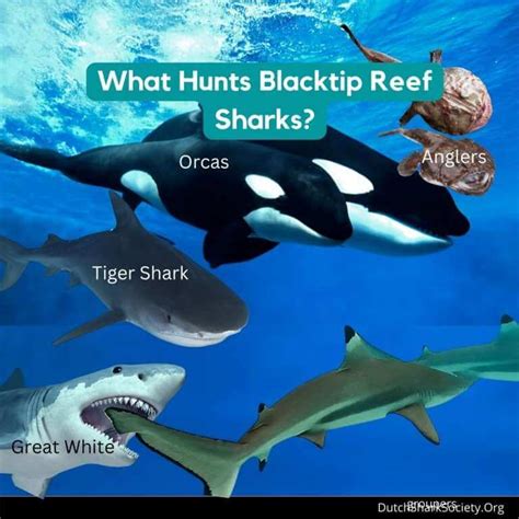 Blacktip Reef Sharks Facts And Info Guide Dutch Shark Society