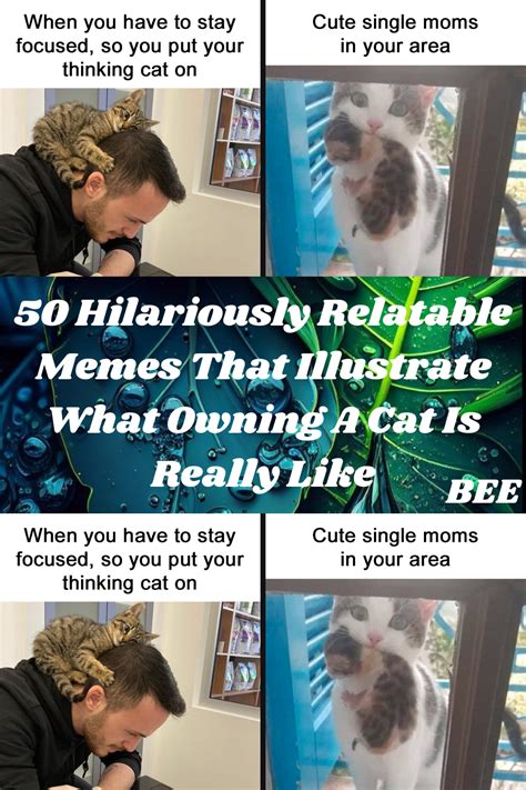 50 Hilariously Relatable Memes That Illustrate What Owning A Cat Is