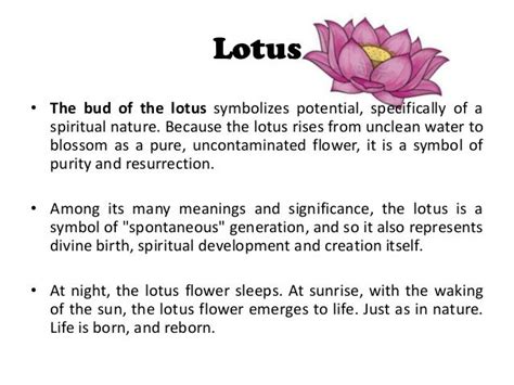 Lotus Flower Meaning Buddhism