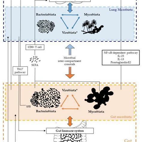 Inter Kingdom And Inter Compartment In Gut Lung Axis 7 Download