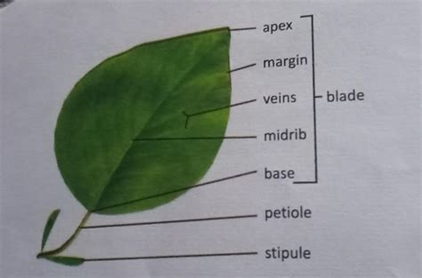 Draw A Leaf And Label Its Parts For Cl 6 Worksheet Infoupdate Org