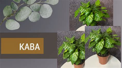 Як доглядати за кавовим деревом Всі секрети в одному відео Youtube