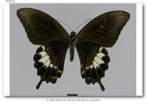 Papilio A Albinus Type Specimens