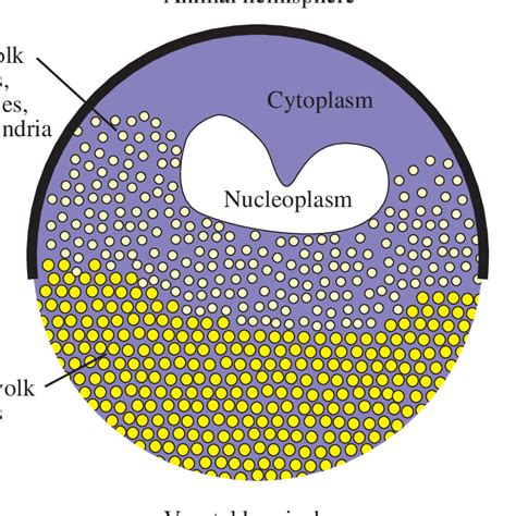 Structure Of A Mature Oocyte Download Scientific Diagram