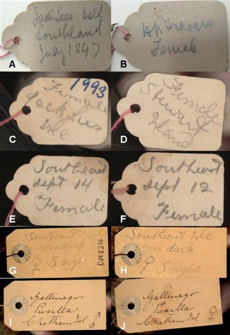 Who Wrote That Forensic Analysis Of Museum Specimen Labels Te Papas