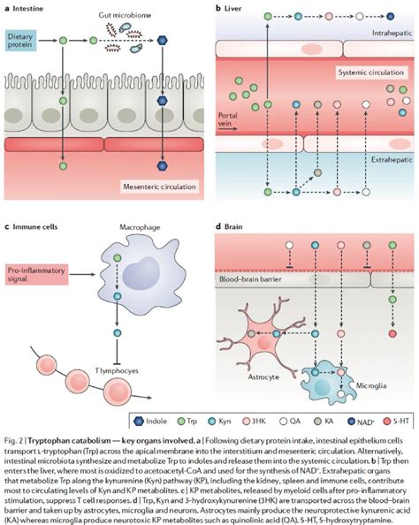 Nature Reviews Drug Discovery 色氨酸代谢—最火的疾病治疗靶点成药性如何？肿瘤细胞氨基酸代谢非靶向代谢