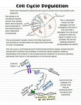 Cell Cycle Regulation Notes AP Biology Topic By Hey Now Science