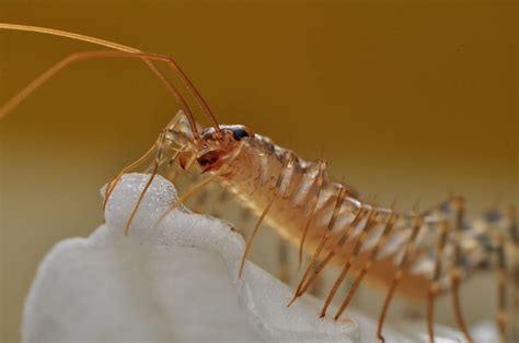 蚰蜒是益虫不要伤害它 MAOZHENZHI