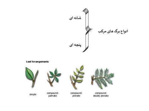 Ppt گیاهشناسی 2 سیستماتیک Powerpoint Presentation Free Download Id