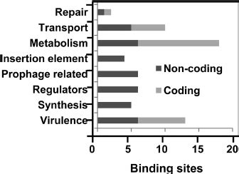 Functions Associated With Noncoding And Coding DNA Regions Bound