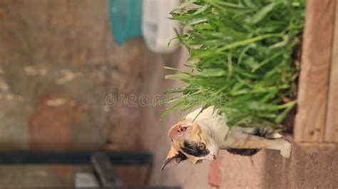 Barn Kittens Sniffing Grass In A Farm Stock Video Video Of Kittens