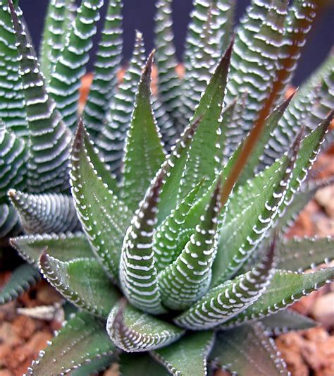 Haworthia fasciata - Cactus Jungle