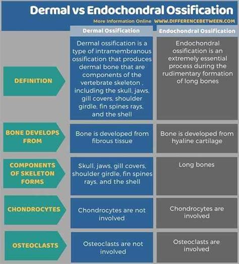 Diferencia entre la osificación dérmica y endocondral Prodiffs