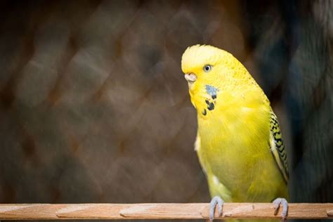Nesting And Breeding Parakeets Guide Omlet Us Parakeet Mixed
